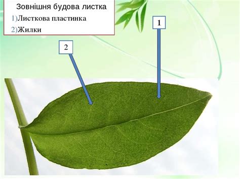 листок презентація з біології