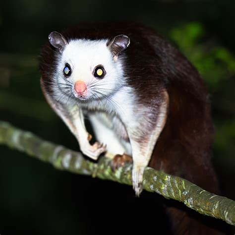 Taiwan Giant Flying Squirrel Shanghai Birding 上海观鸟