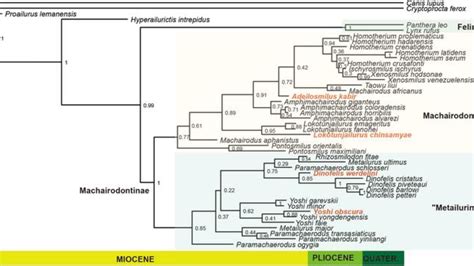 Two New Species Of Ancient Sabertooth Cats Identified From Fossils Discovered In Africa