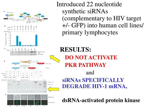 PPT RNA Interference PowerPoint Presentation Free Download ID