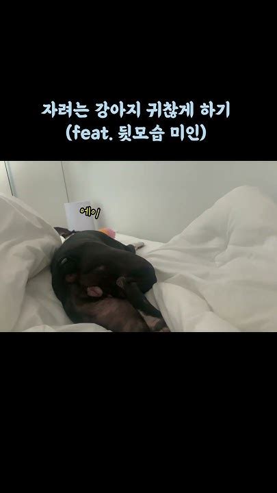 자는강아지 귀찮게하기 Shorts 강아지 보스턴테리어 Youtube