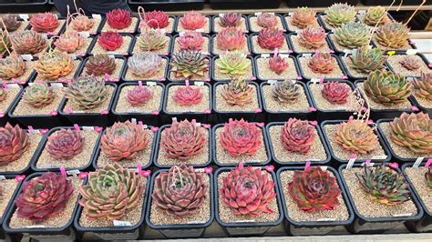 💝판매종료💝 어게인다육 이번은 빨개도 너무 빨간 이쁜이들 총출동 80할인판매 🥰 구독자님들 많은참여 바랍니다 Youtube