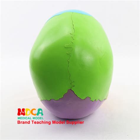 医学拆分22部件1 1人体彩色头骨模型头颅骷髅头医用教学 Mtg013 阿里巴巴