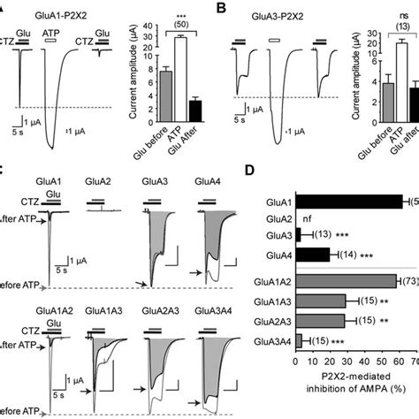 decrease in number of dendritic and synaptic sep tagged glua1 receptors