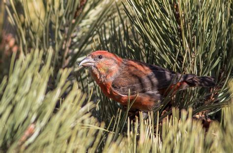The Nhbs Guide To Uk Finch Identification Hoopoe A Blog By Nhbs