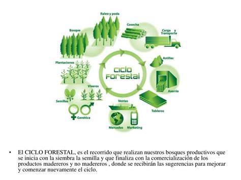 Ppt Producción Forestal Powerpoint Presentation Free Download Id