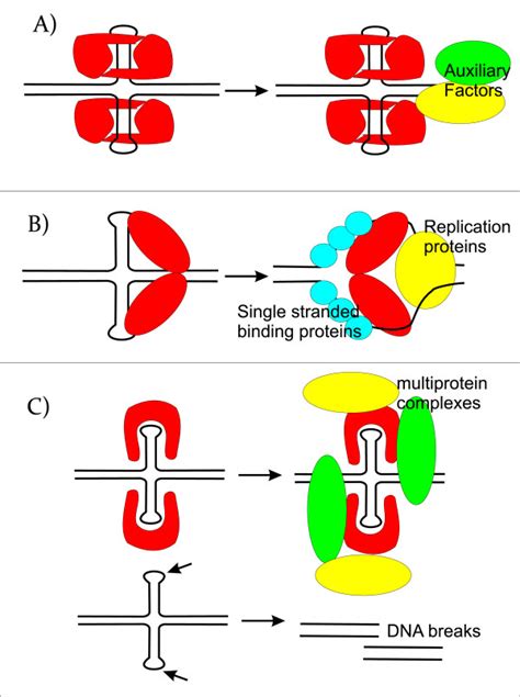 Cruciform Structures Are A Common Dna Feature Important For Regulating