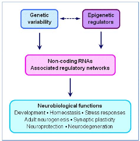 Regulation And Neurobiological Functions Of Non Coding Rnas Download