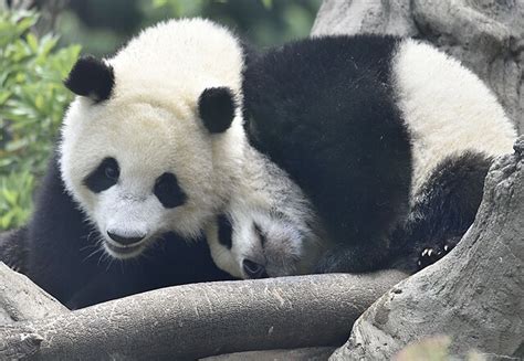 大熊猫列表 Wikiwand