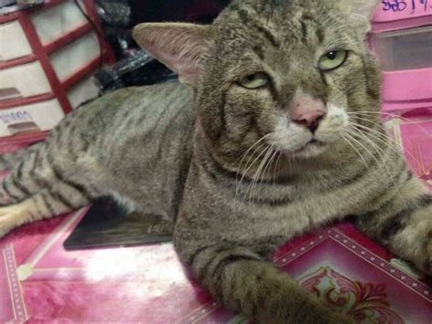 Catnip Overdose R Funny