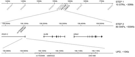 The Genotyping Was First Conducted With 10 Str Markers Covering A 30 Mb