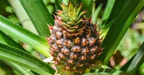 Pineapple What Are The Best Benefits Of Pineapple Sexually