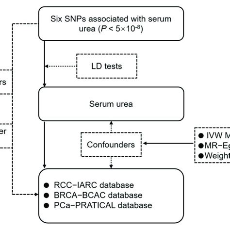 The Flowchart Of Mendelian Randomization Analysis Of Serum Urea And