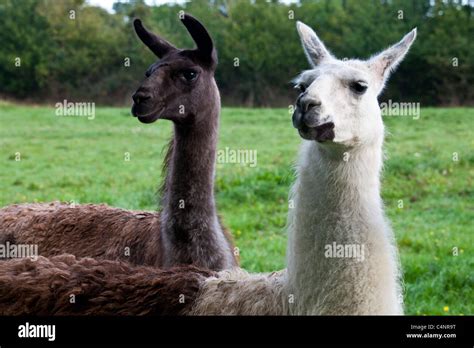 Pair Of Adult Llamas One Male One Female At Ferme De L Eglise Normandy France Stock Photo