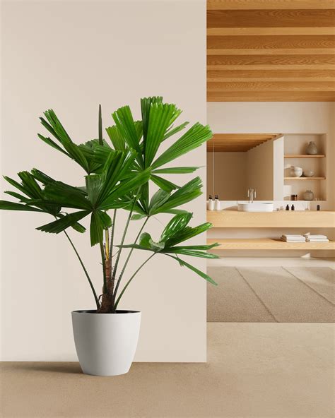 Premium Licuala Palm Collection Eureka Farms