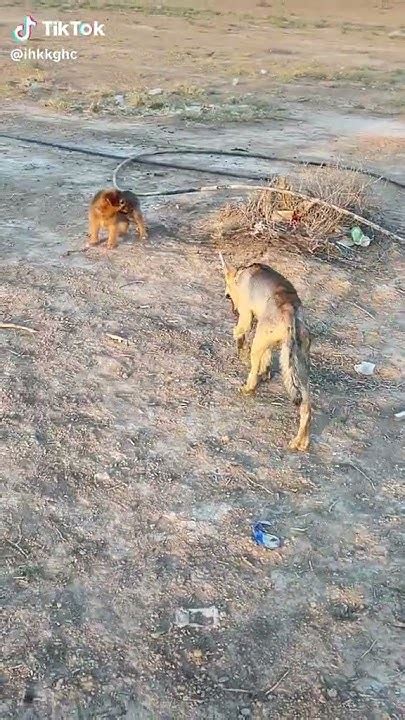 ذيب وچلب Youtube