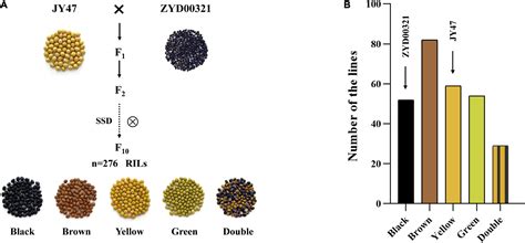 Frontiers Identification Of Genetic Loci Conferring Seed Coat Color Based On A High Density