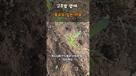 고추밭 옆에 옥수수 심어보세요 벌레 걱정 싹 사라집니다 진딧물퇴치 해충퇴치 Youtube