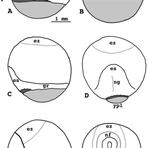 Lepisosteus Osseus Stages 11 15 A Stage 11 Lateral View B Stage