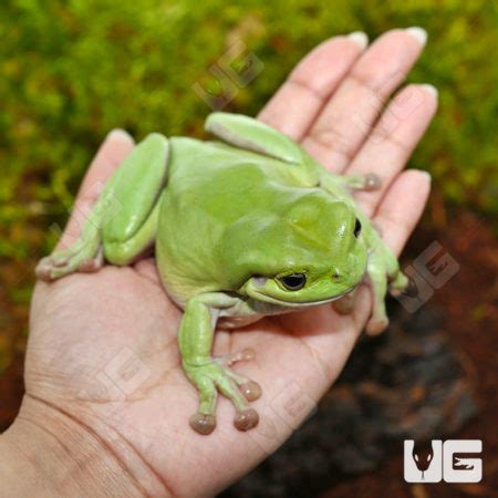 Dumpy Tree Frogs For Sale Underground Reptiles