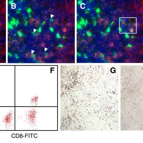 Comparison Of Mhc Class I Tetramer Staining In Situ And Mhc Class I Download Scientific Diagram