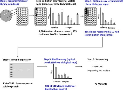 Figure 2 From A Mutagenic Screen Reveals Nsps Residues Important For