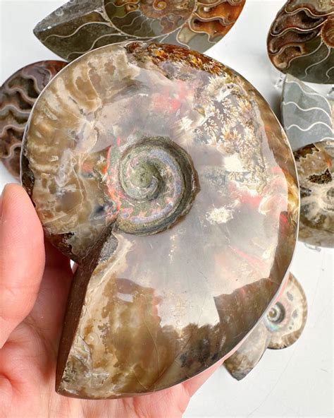 Red Ammonite Fossil Baltic Mermaid