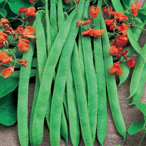 Runner Bean Seeds Vegetable Seeds Unwins Uk