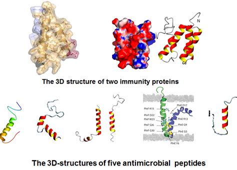 Bacteriocins Kristensennissen Meyer Department Of Biosciences