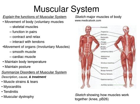 The Most Powerful Ways Muscle Structure And Function