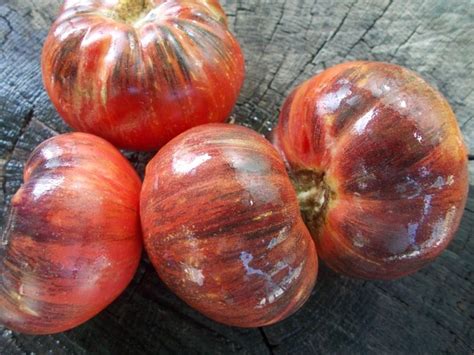 Seminte Rosii T 610 Summer Of Love