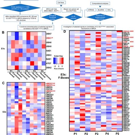 Rna Seq Analysis Revealed The Transcriptional Profiles Of The Key