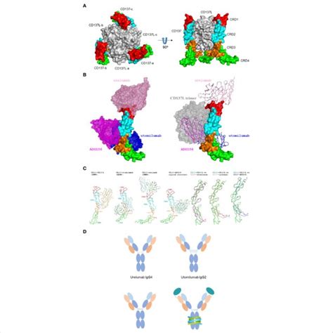 A The Constructed Structure Of Trimeric Cd137 In Complex With