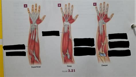 Appendicular Muscle Diagram Quizlet