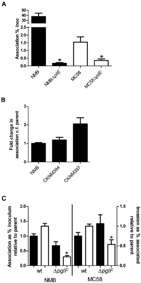 The Role Of Type Iv Pili Is Conserved In Bacterial Association With