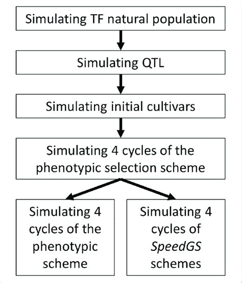 General Diagram For Simulated Breeding Program Tf Tall Fescue