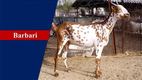 Top 20 Goat Breeds In India For Profitable Goat Farming