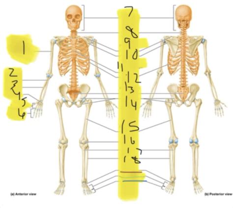 Lab IMAGES Part Introduction To The Skeletal System Axial Skeleton Skull Flashcards