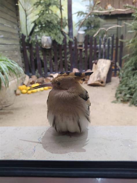 Help With Identifying Bird R Birding