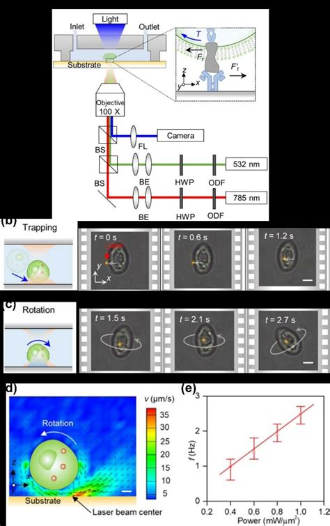 Opto Thermo Osmotic Rotation Techniques A Experimental Setup Hwp Download Scientific
