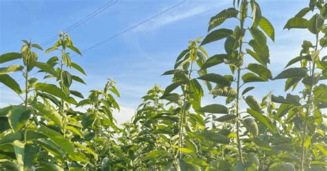 10 често срещани грешки при засаждане на овошки Еурофлора