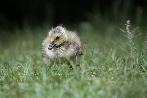 Tiny Bird Perched In Lush Green Grass Stock Image Image Of Avian