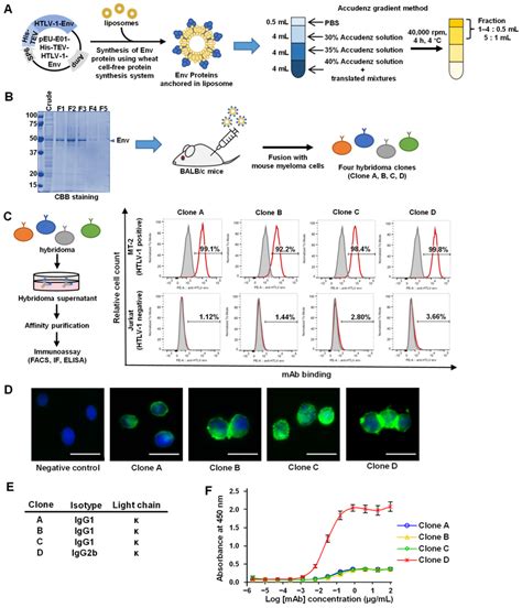 Synthesis Of The His Htlv 1 Env Protein And Production Of Anti Htlv 1