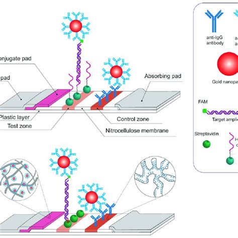 Schematic Of A Lateral Flow Assay For Detection And Visualization Of Download Scientific