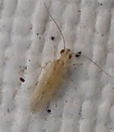 Little White Bugs Stenocaecilius Casarum Bugguidenet