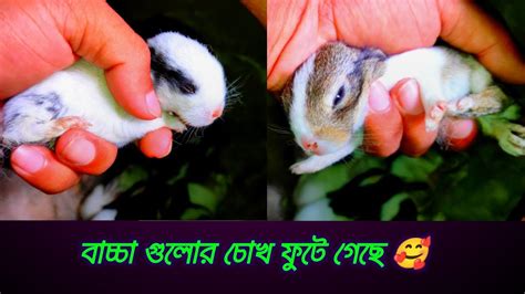 খরগোশের বাচ্চার চোখ ফোটে কত দিনে বাচ্চাগুলোর চোখ ফোটে গেছে 🥰 Ridewithbdvibe Youtube
