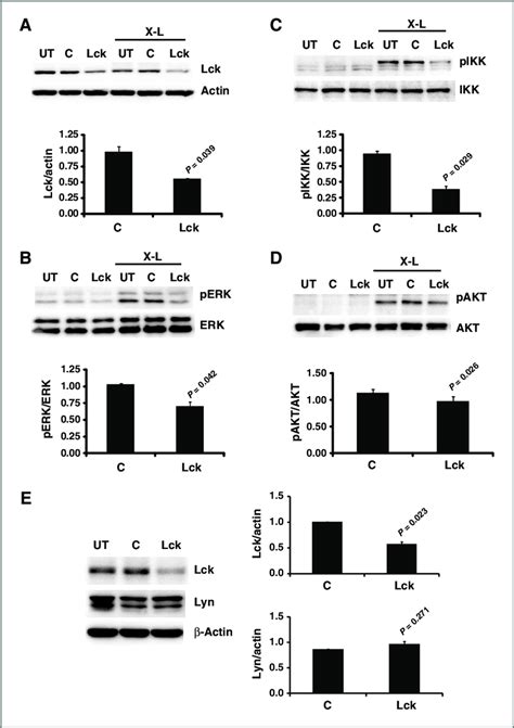 sirna knockdown of lck expression inhibits bcr mediated signaling in