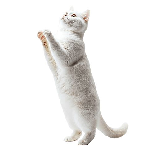 Dibujo De Gato Parado Sobre Patas Traseras Diseño Png Y Svg De Gato