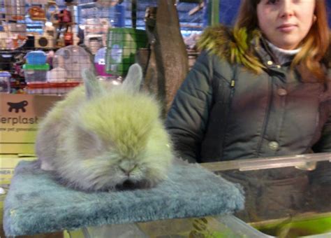 кролики Bigmirnet