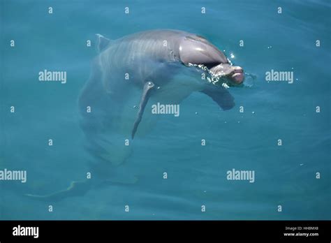 Miami Florida Usa January 08 2016 Flipper Miami Seaquarium